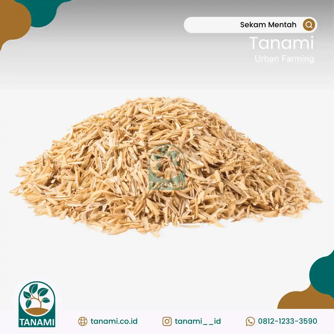 Jual Sekam Mentah untuk Media Tanam & Biomassa Sekam Padi