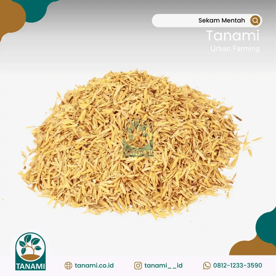 Jual Sekam Mentah untuk Media Tanam & Biomassa Sekam Padi